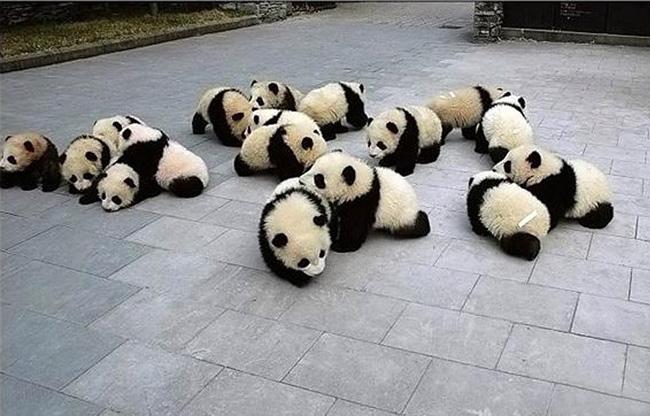 Wolong Giant Panda Reserve Centre Photo, Wolong Giant Panda Reserve ... Wolong Giant Panda Reserve Centre Photo, Wolong Giant Panda Reserve ...