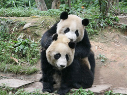 Bifengxia Panda Base, Ya'an Bifengxia Panda Center