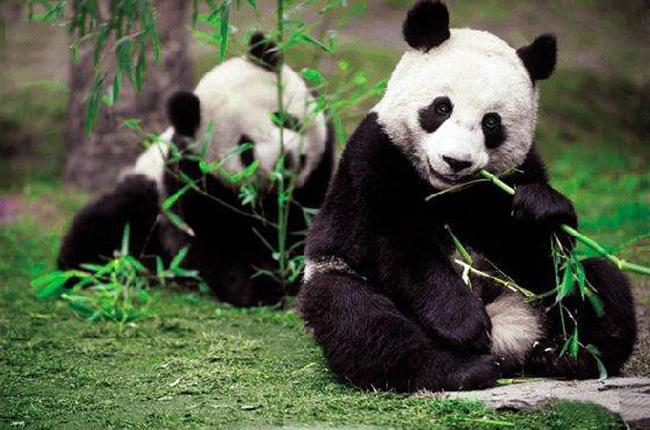 Wolong Giant Panda Reserve Centre Photo, Wolong Giant Panda Reserve ... Wolong Giant Panda Reserve Centre Photo, Wolong Giant Panda Reserve ...