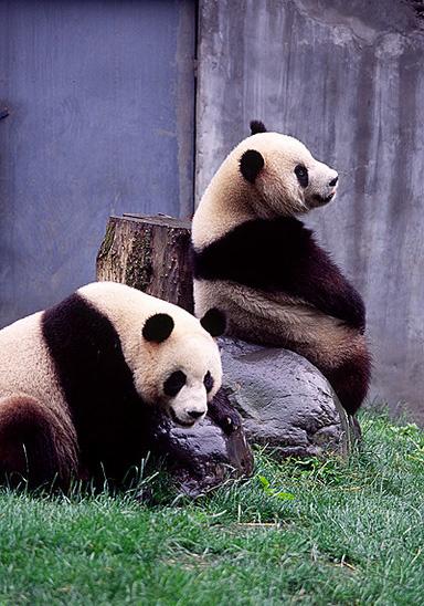 Wolong Giant Panda Reserve Centre Photo, Wolong Giant Panda Reserve ... Wolong Giant Panda Reserve Centre Photo, Wolong Giant Panda Reserve ...