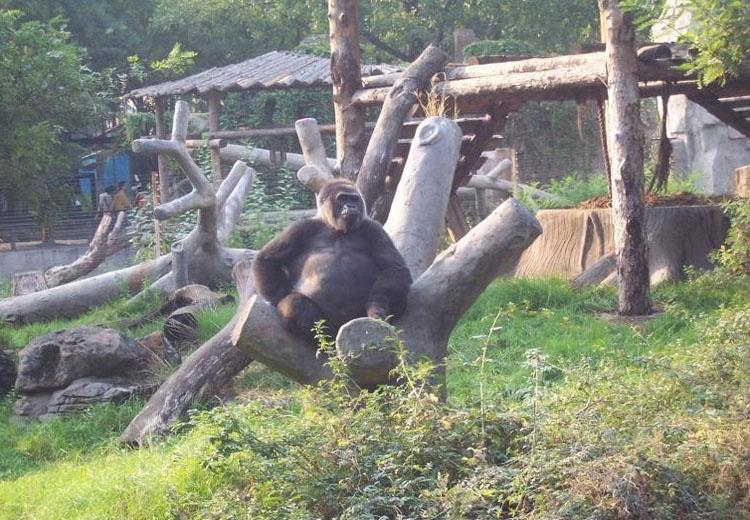 Beijing Zoo Guide, Beijing Zoo Map, Beijing Zoo Markets