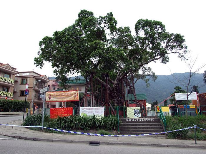 Lam Tsuen Wishing Tree Hong Kong, Hong Kong Attraction