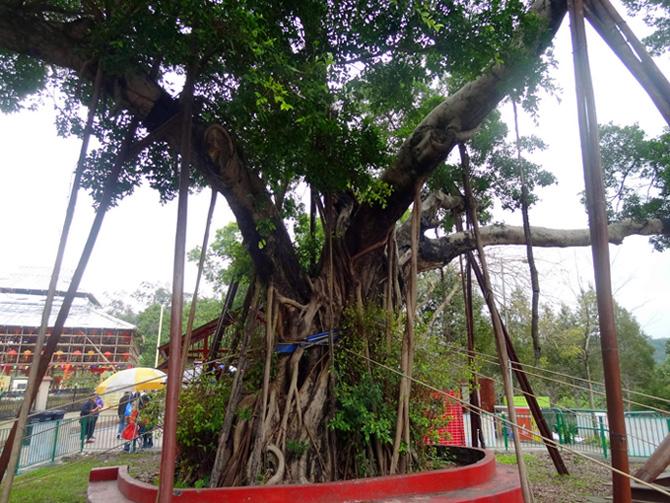 Lam Tsuen Wishing Tree Hong Kong, Hong Kong Attraction