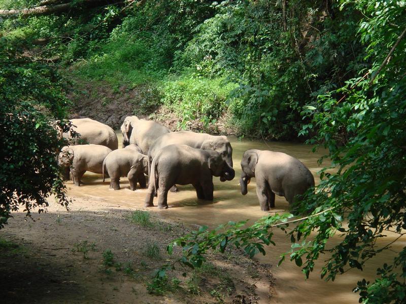 Wild Elephant Valley Xishuangbanna, Xishuangbanna Attraction