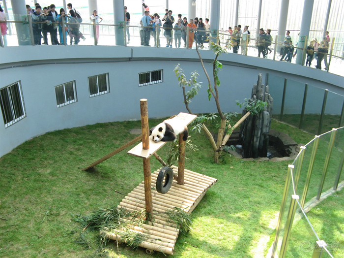 Panda Room in Chongqing Zoo