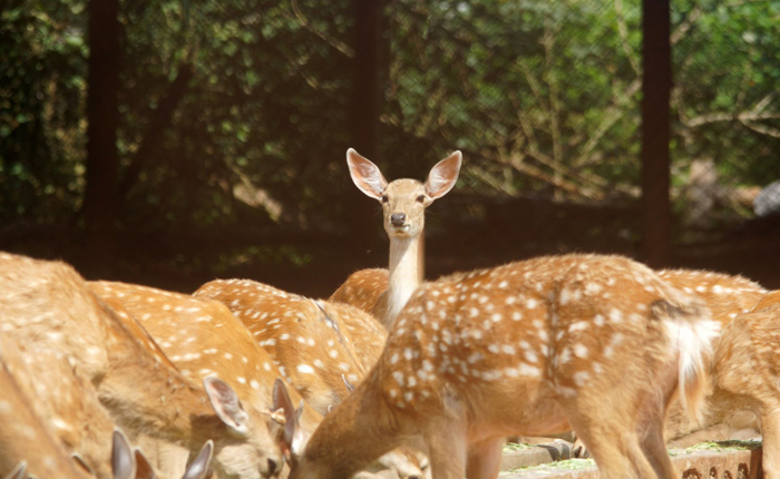 Hainan Tropical Wildlife Park and Botanical Garden Haikou, Haikou ...