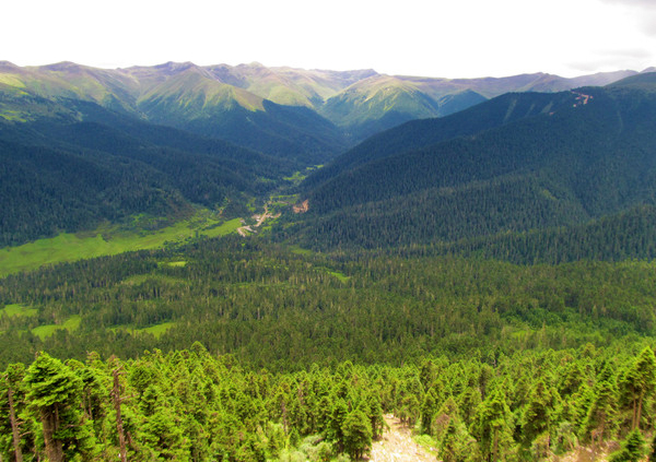 Lhasa Lulang Forest Sea (Lu Lang Lin Hai), Tibet