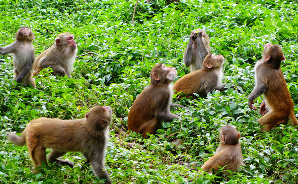 Nanwan Monkey Island, Sanya Monkey Island