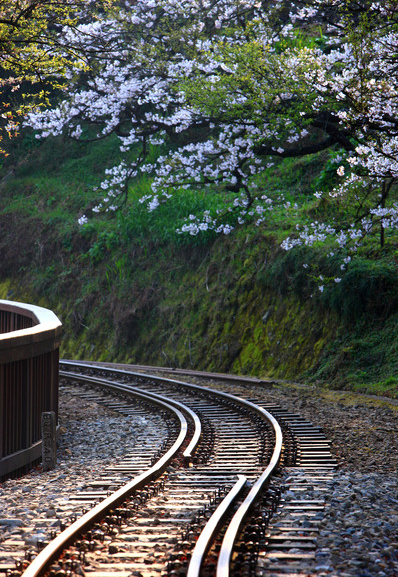 Ali Mountain Photo, Ali Mountain Photos, Taiwan Picture, Taiwan Pictures