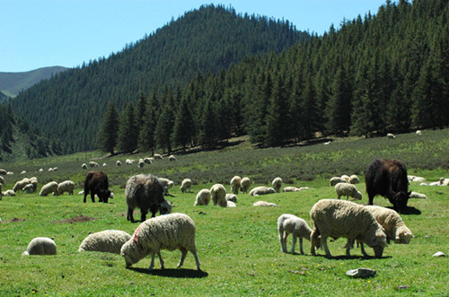 Kangle Grassland Zhangye, Zhangye Attraction